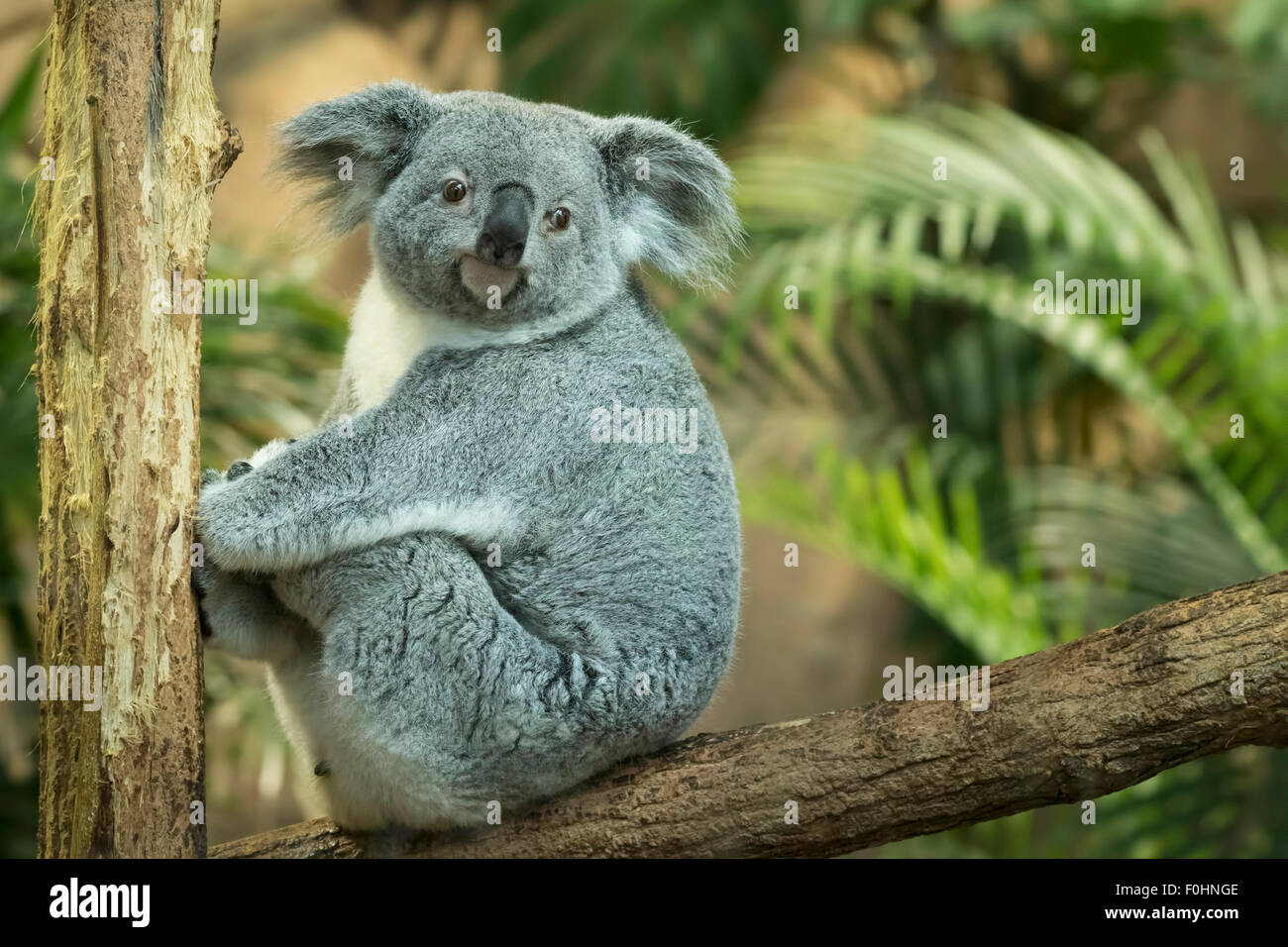 Koala side view closeup in a forest Stock Photo - Alamy
