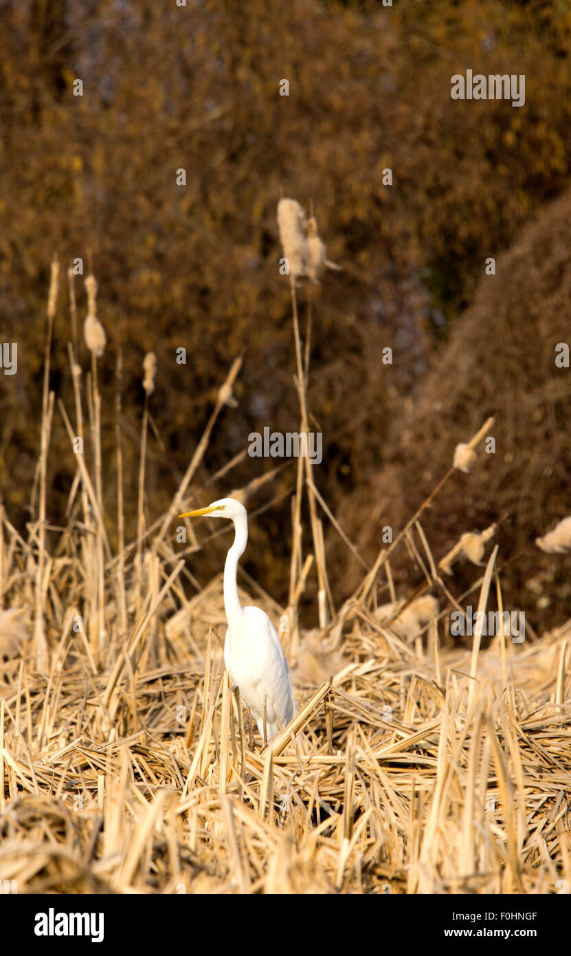 Stork heron gull eat predators hi-res stock photography and images - Alamy
