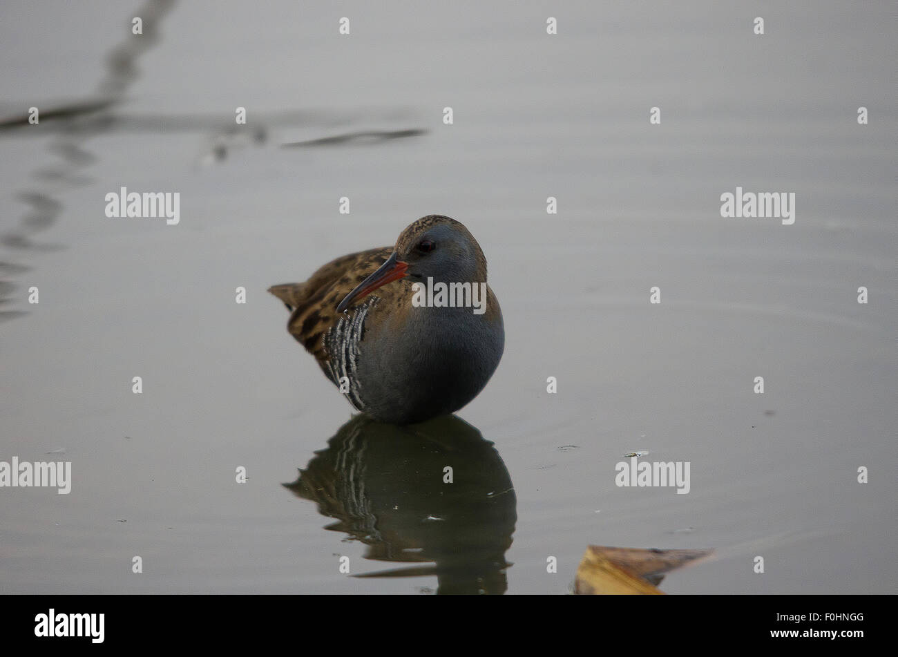 stork, heron, gull, eat, predators, porciglione in a lake, flying ...