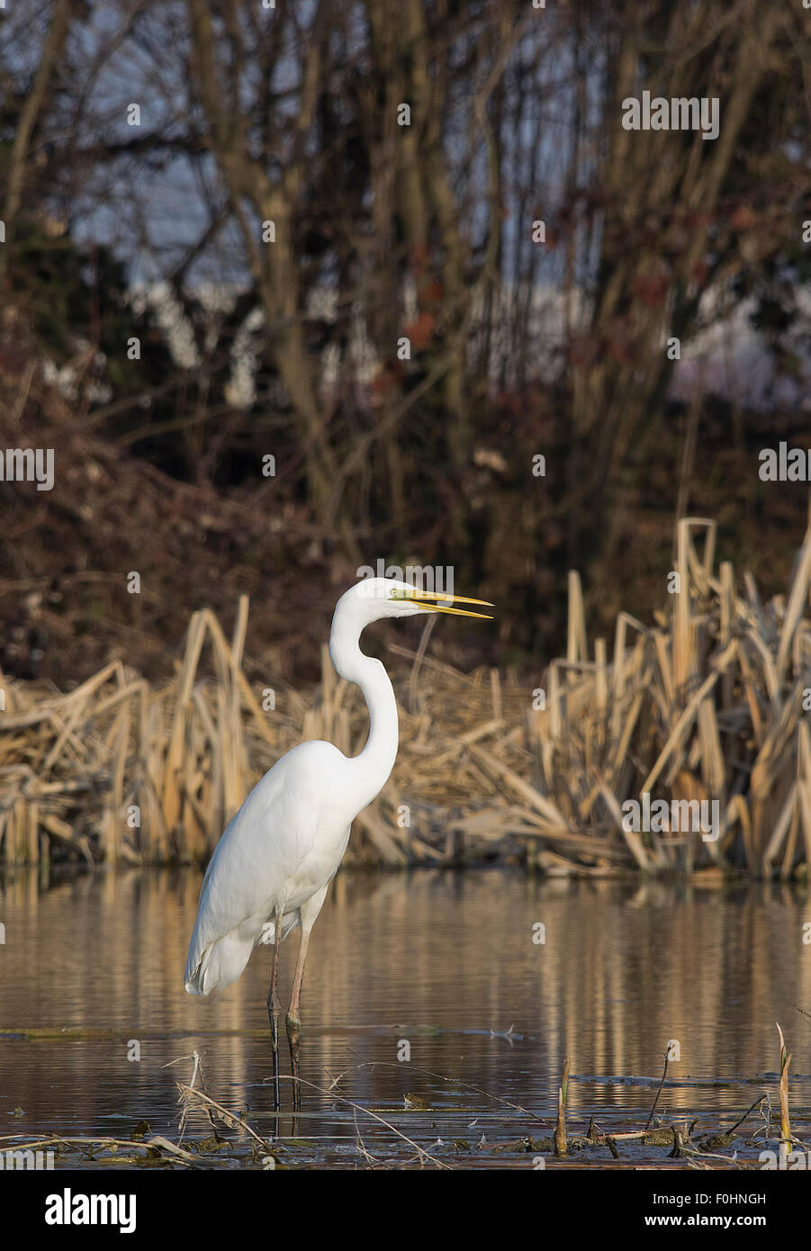 stork, heron, gull, eat, predators, stork eat a frog, heron heat a big ...