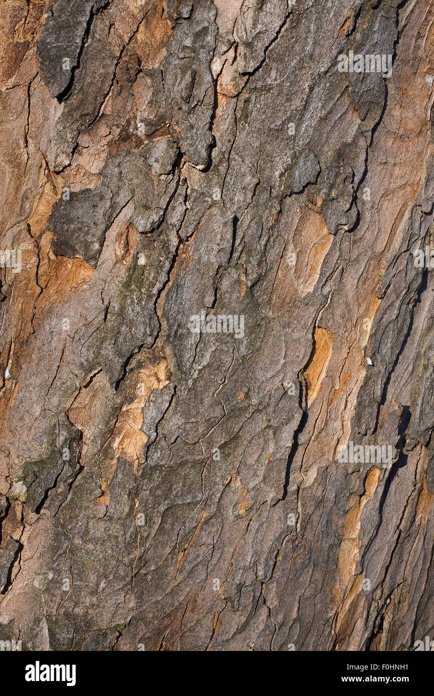 Old tree bark texture detail Stock Photo - Alamy