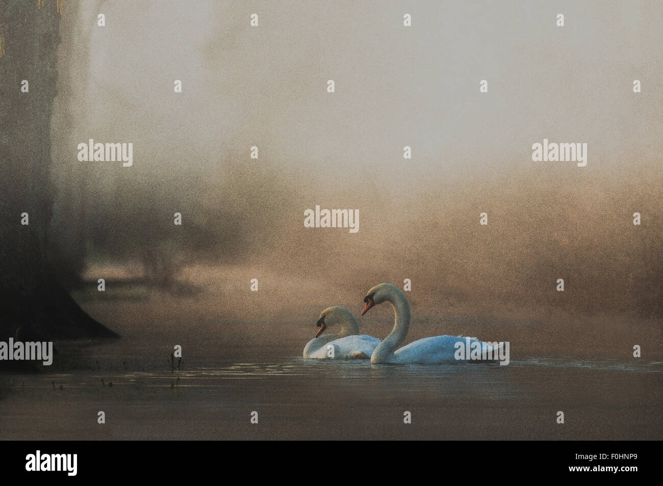 A pair of Swans on river in morning mist Stock Photo - Alamy