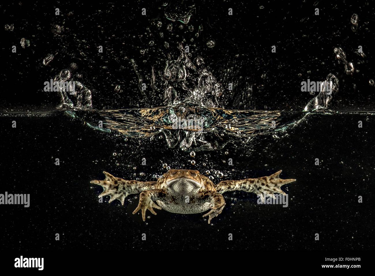 Common Toad dropped in water with a big splash Stock Photo - Alamy