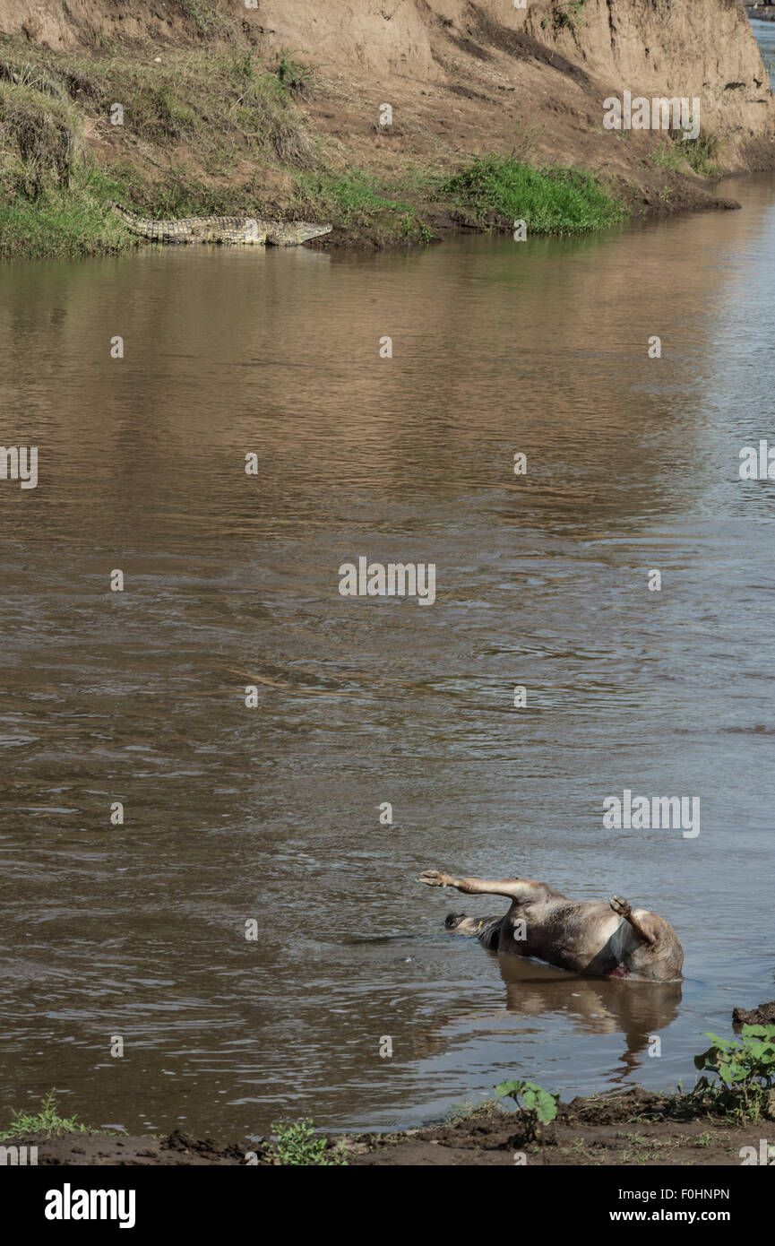 Crocodile in River with dead Wildebeest 'maturing' Stock Photo - Alamy