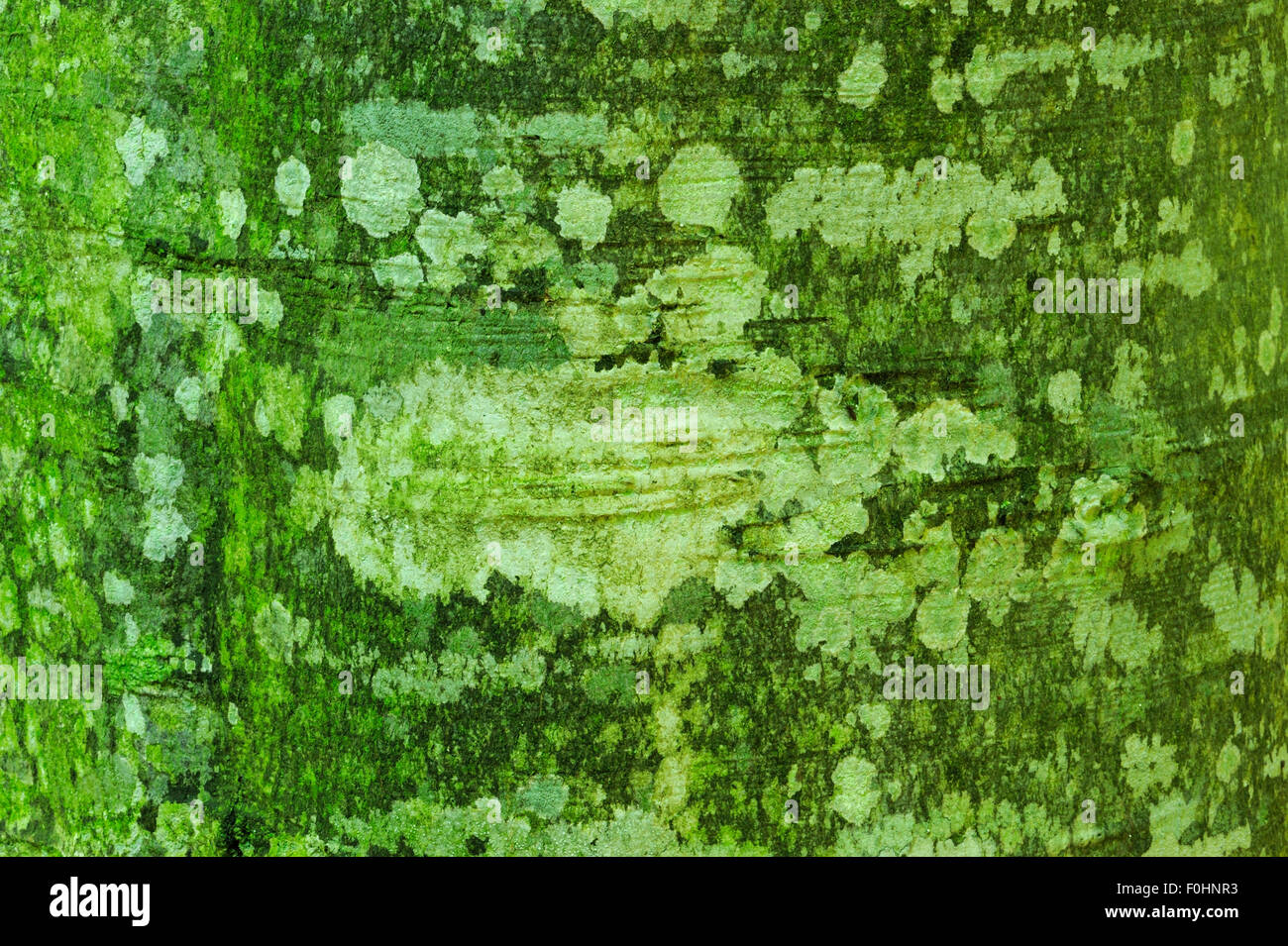 Close up of Beech tree (Fagus sylvatica) trunk, Runcu Valley, Dambovita ...