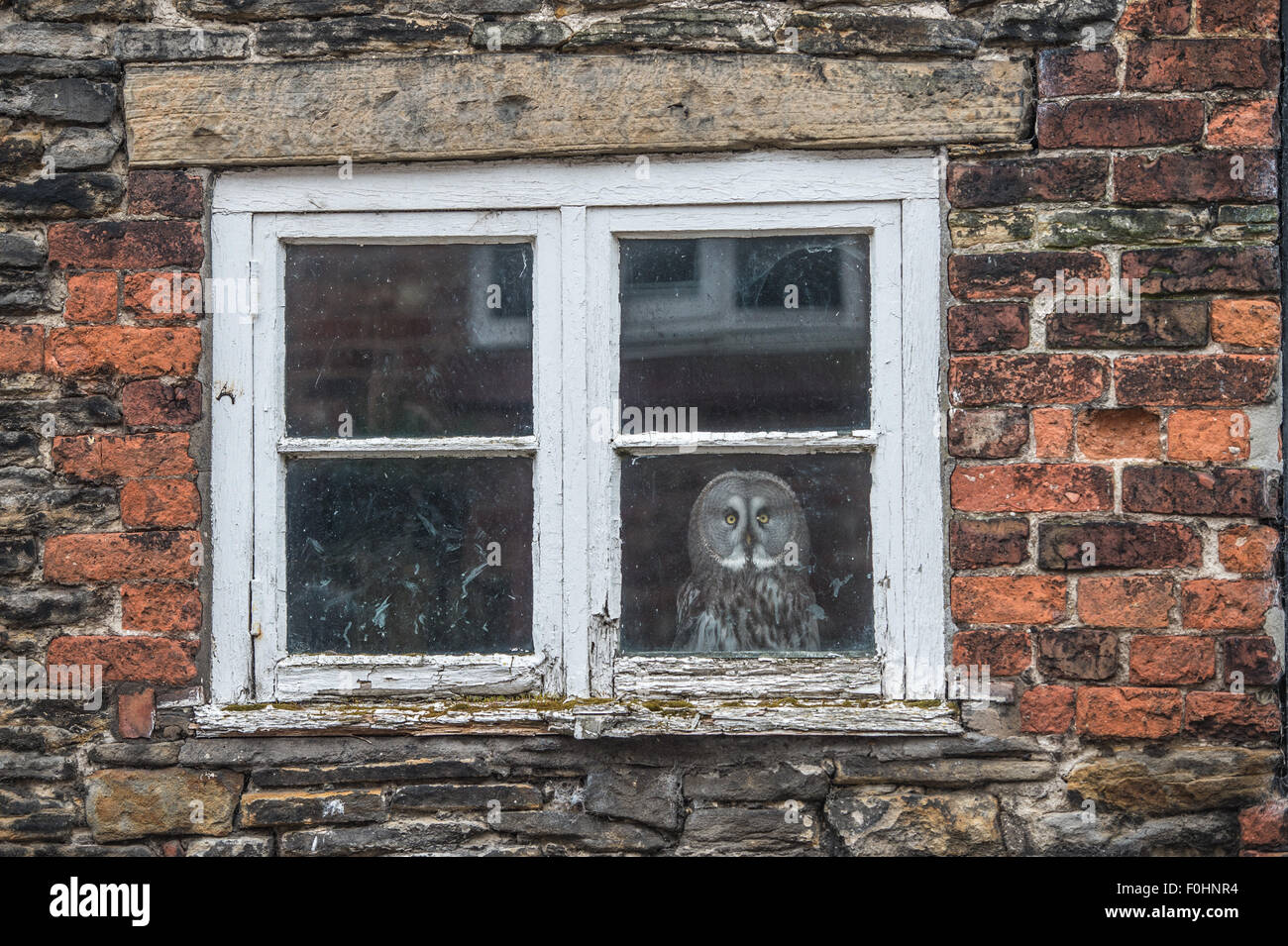 Scandinavian Great Grey Owl looking out of window in derelict building ...