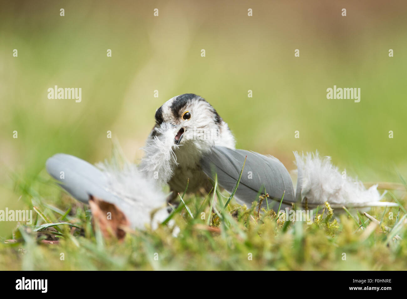 Long Tailed Tit collecting feathers for nest Stock Photo - Alamy