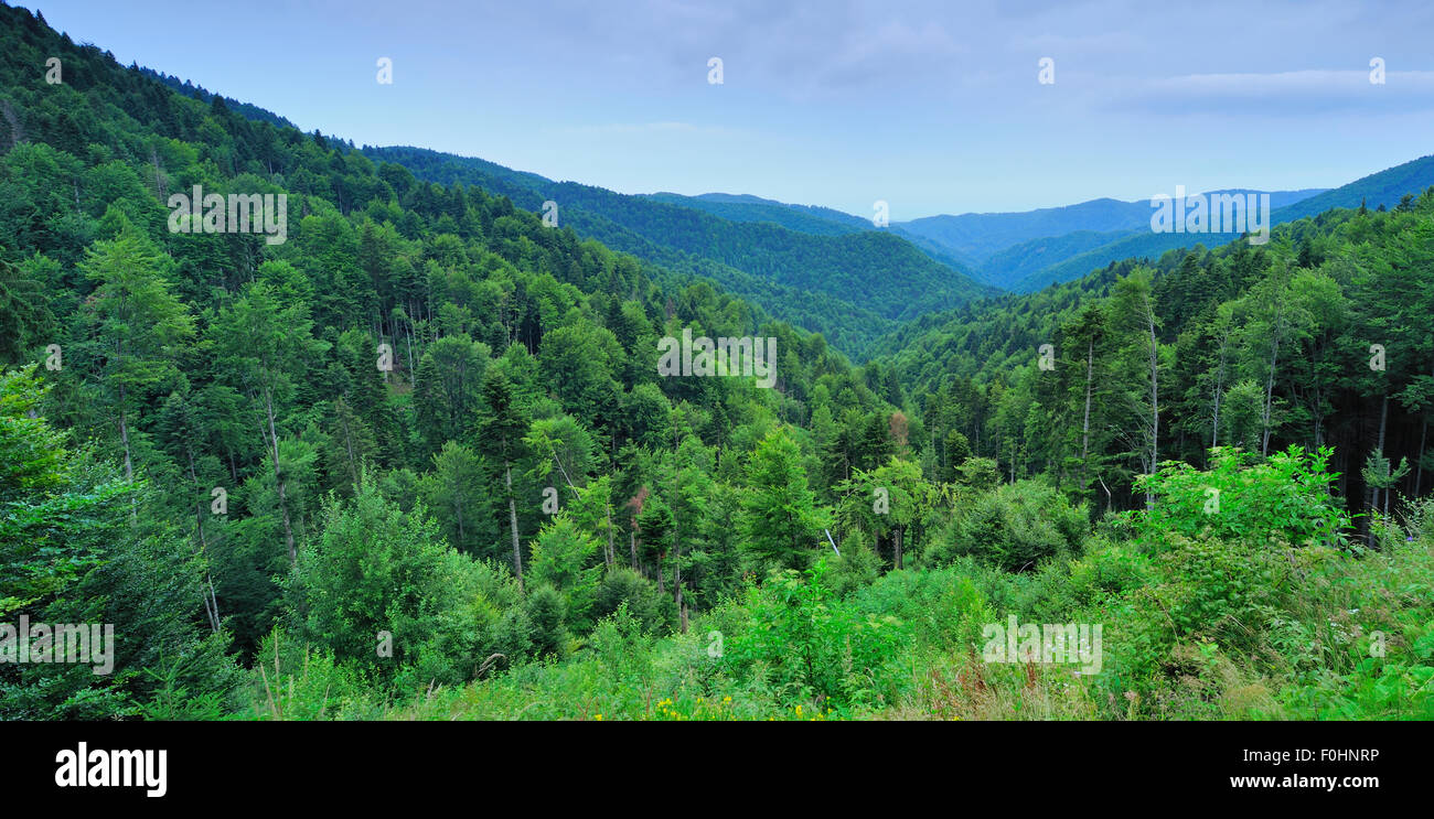Fir trees (Abies sp.) in pristine Beech-Fir forest, Runcu Valley ...