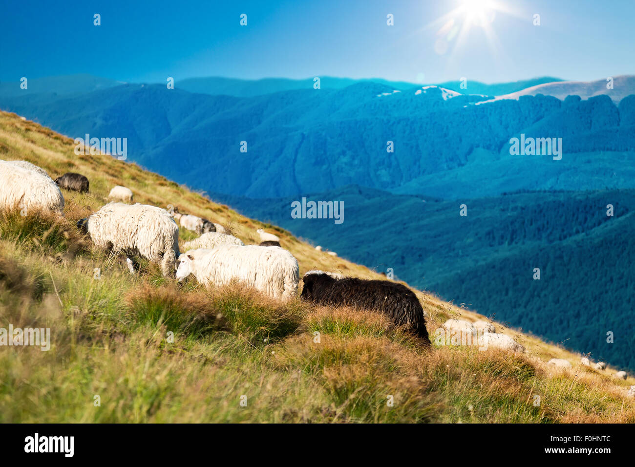 sheep in mountains Stock Photo - Alamy
