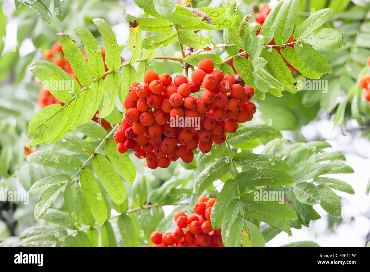 Rowan bunch hi-res stock photography and images - Alamy