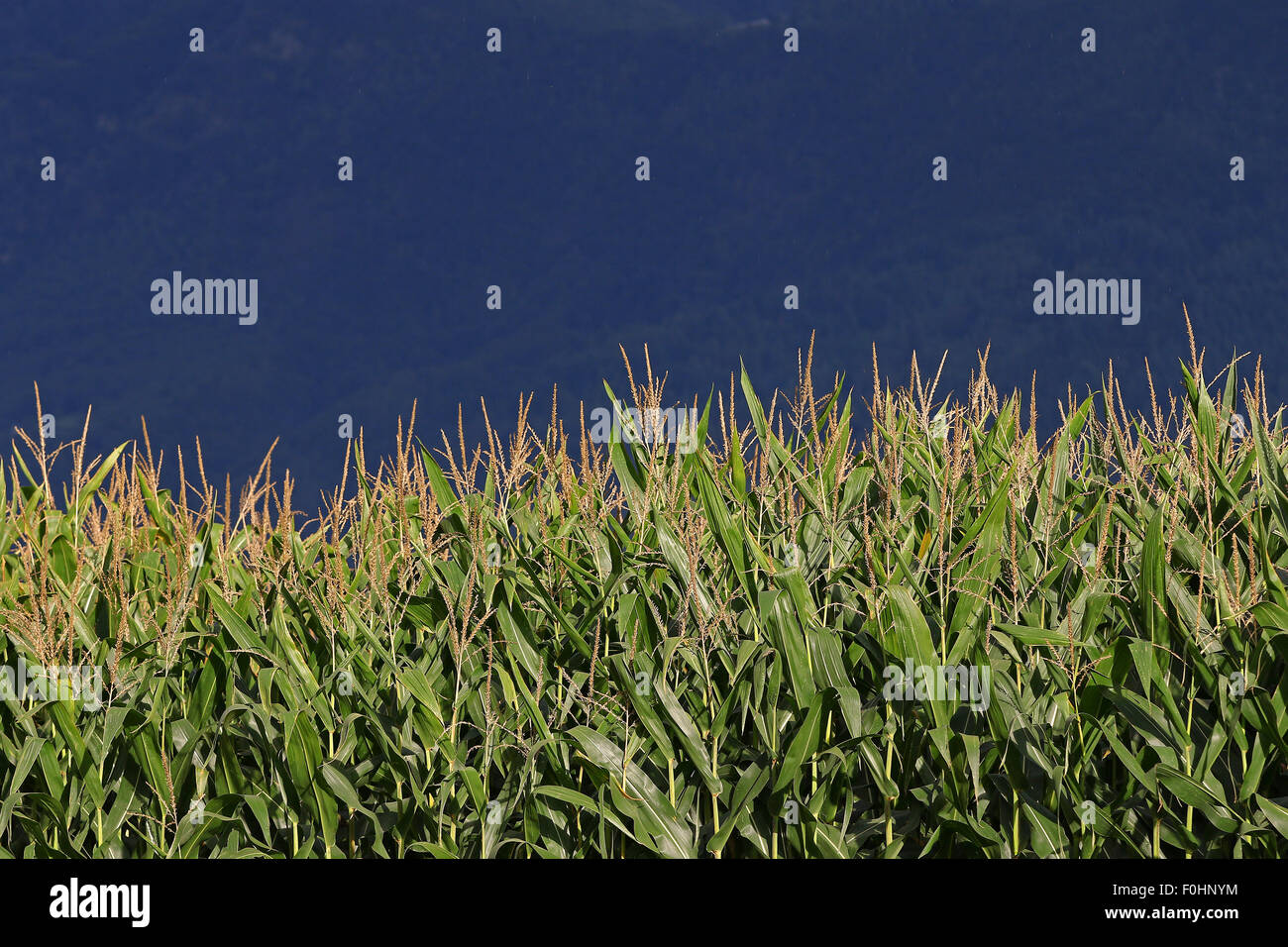 Cornfield with seedlings hi-res stock photography and images - Alamy