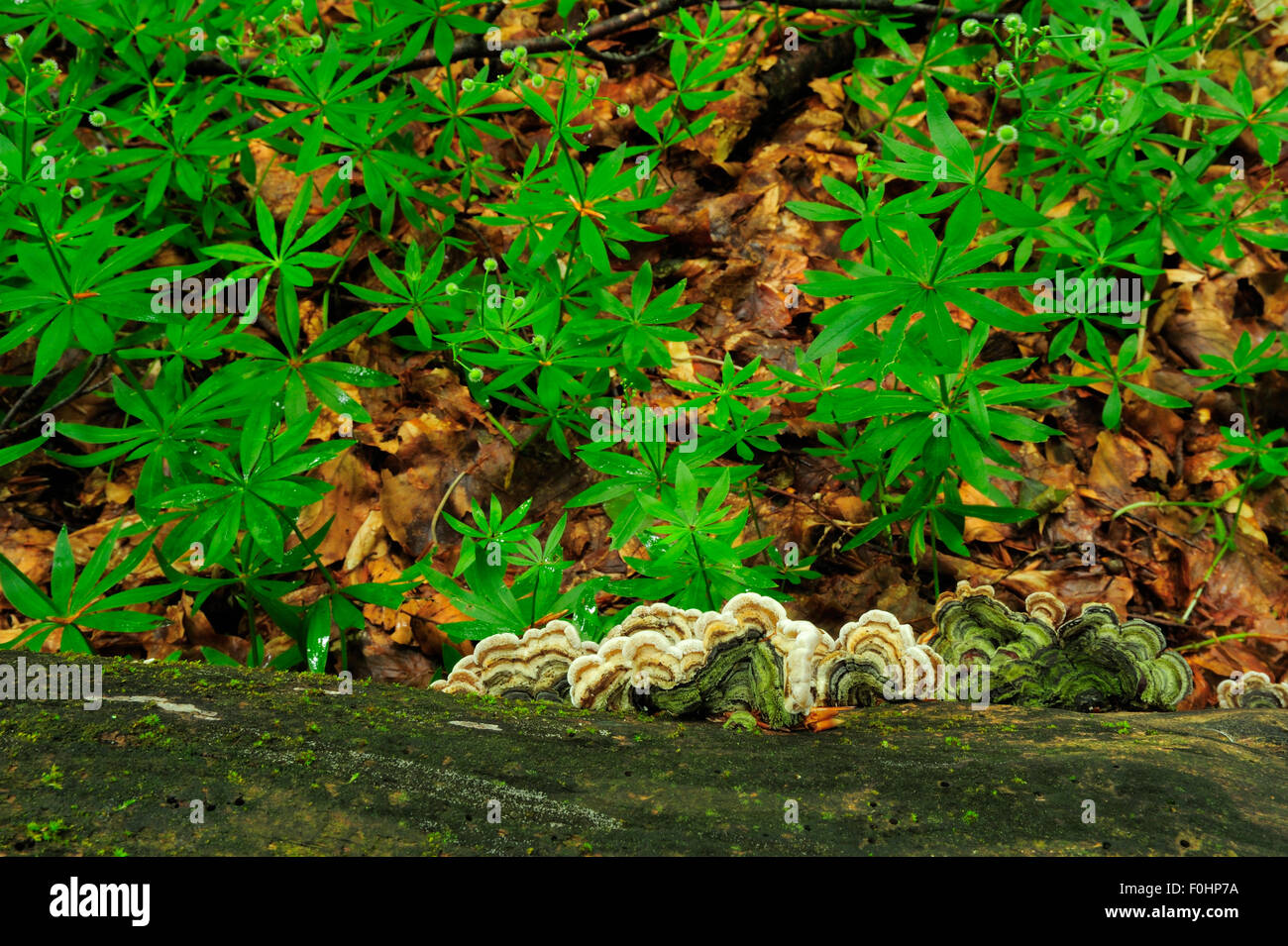 Dead perennials hi-res stock photography and images - Alamy