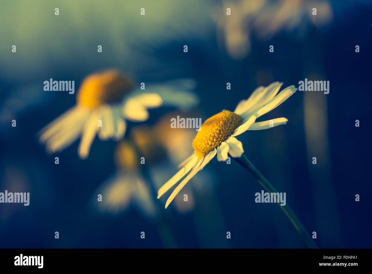 Beautiful chamomile flowers in sunset light close up. Nature background ...