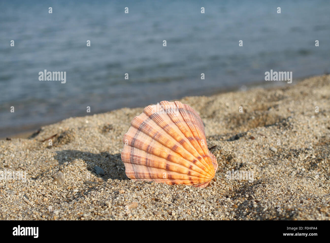 Big orange sea shell on sea shore Stock Photo - Alamy