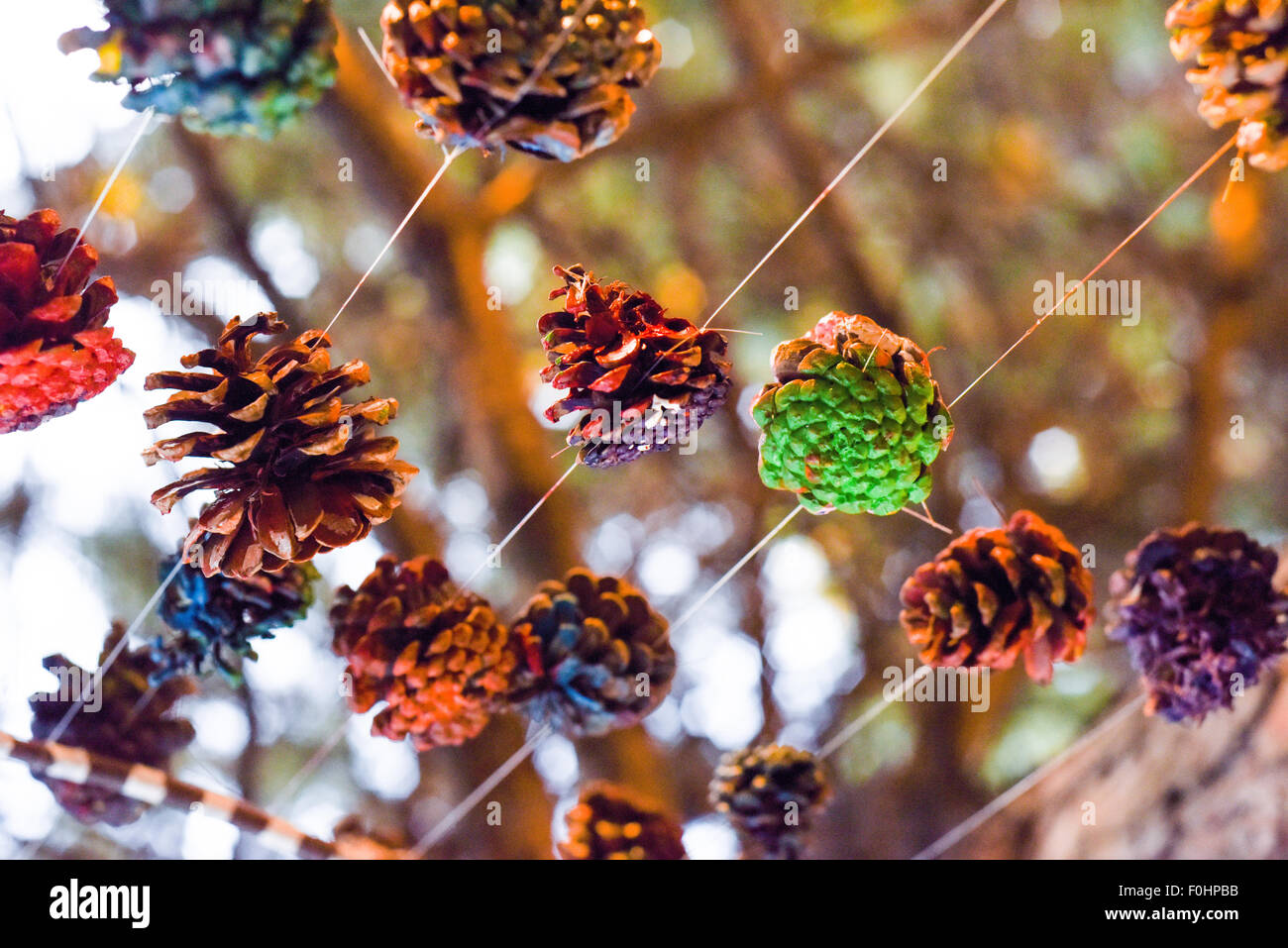 Colorful pines cones Stock Photo - Alamy