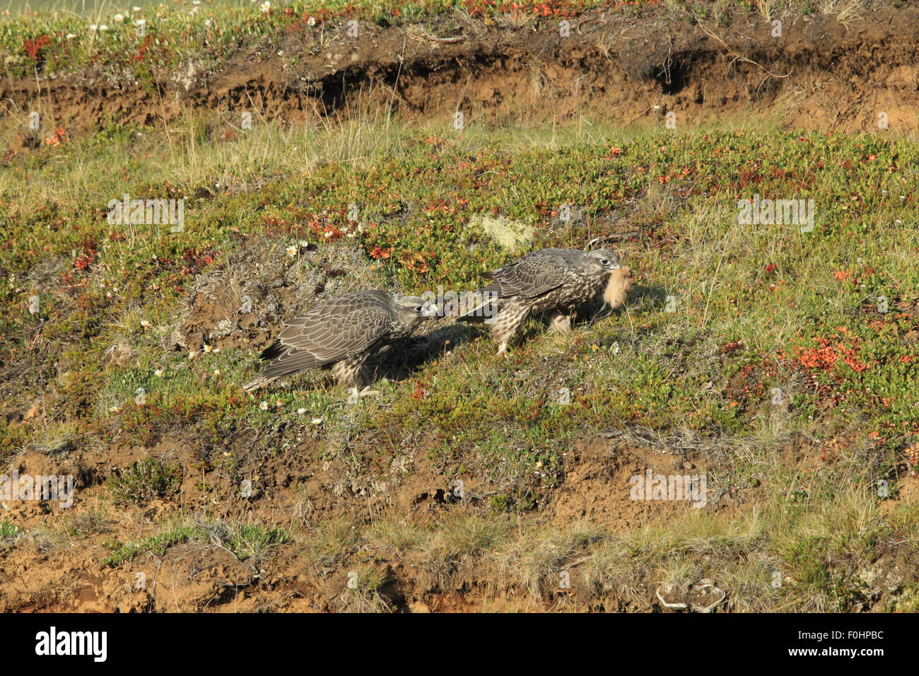 young Gyrfalcon Gerfalcon Iceland Stock Photo - Alamy