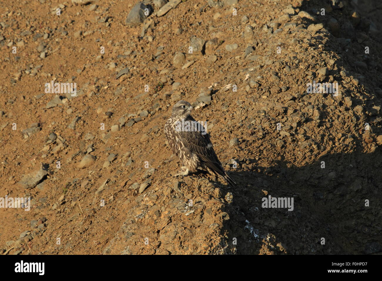 young Gyrfalcon Gerfalcon Iceland Stock Photo - Alamy