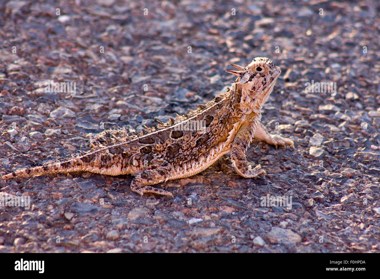 West Texas Horned Toad-1 Stock Photo - Alamy
