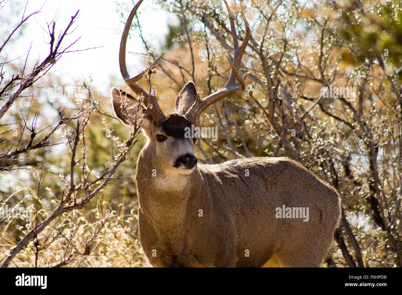 Mule deer buck hi-res stock photography and images - Alamy