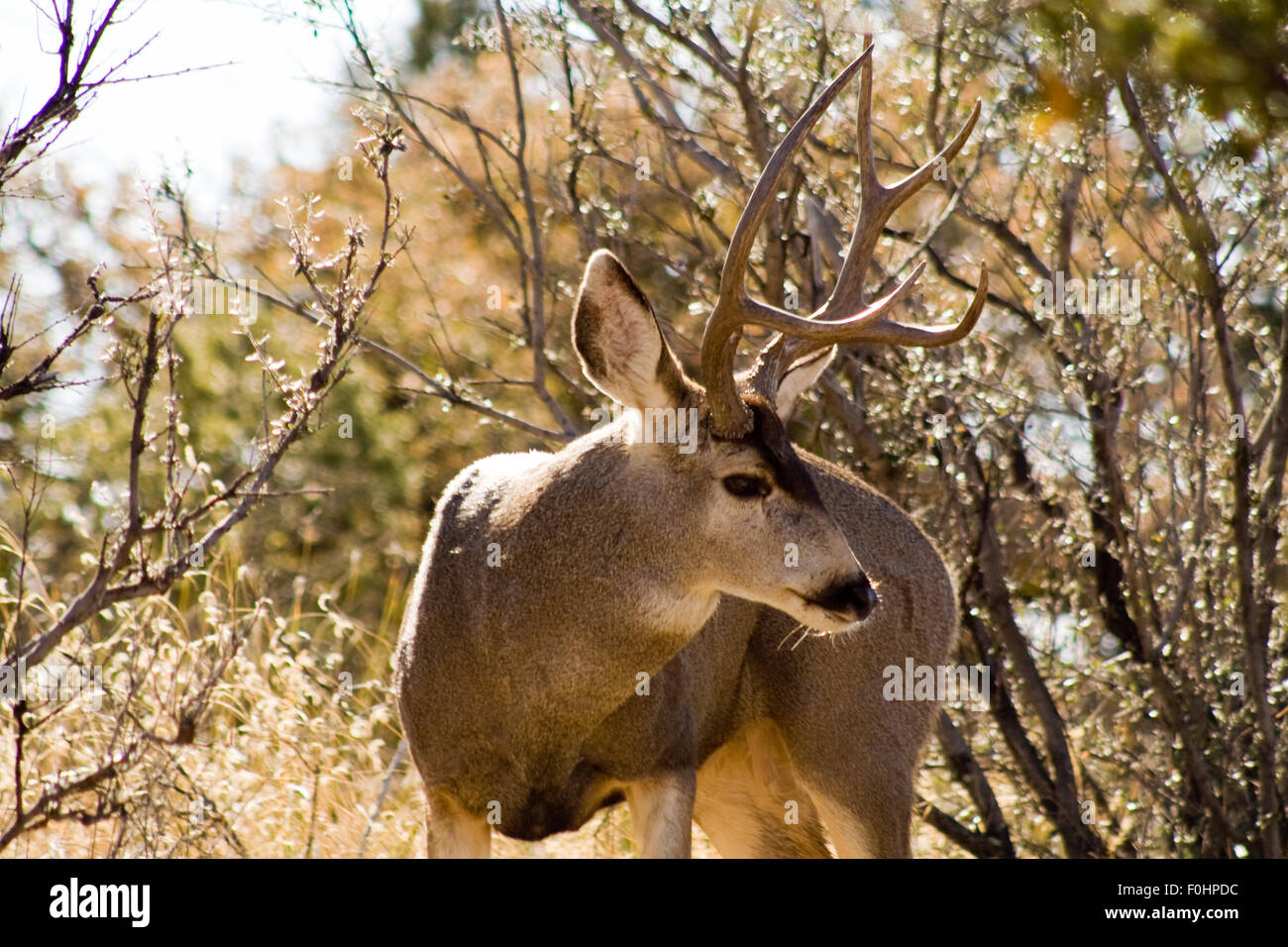 New Mexico Mule Deer Buck-1 Stock Photo - Alamy