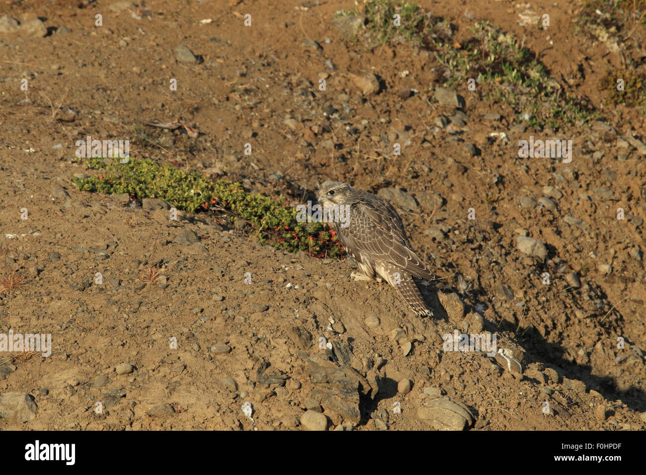young Gyrfalcon Gerfalcon Iceland Stock Photo - Alamy