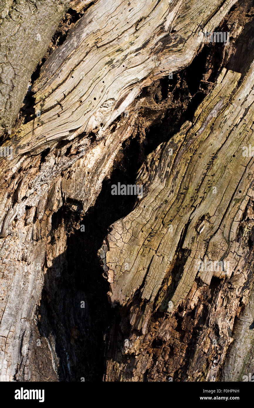 Old moldy wood texture background hi-res stock photography and images ...
