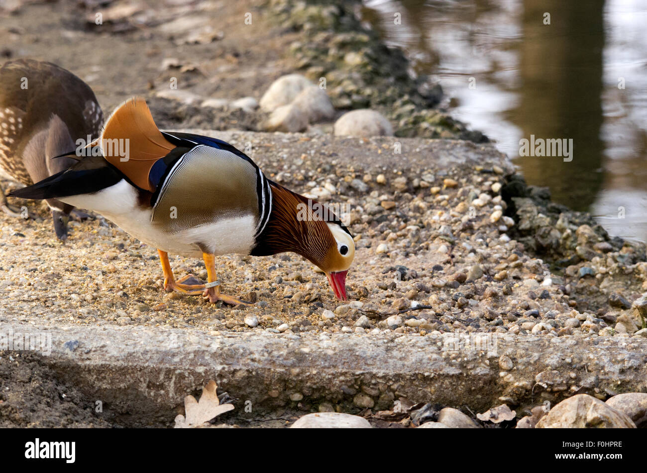 Stork heron gull eat predators hi-res stock photography and images - Alamy