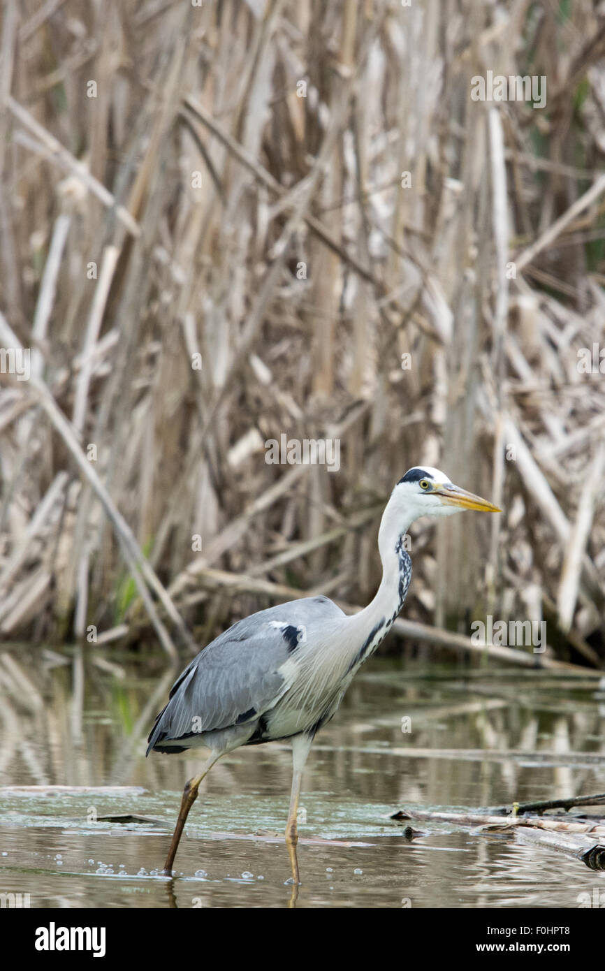 Stork heron gull eat predators hi-res stock photography and images - Alamy