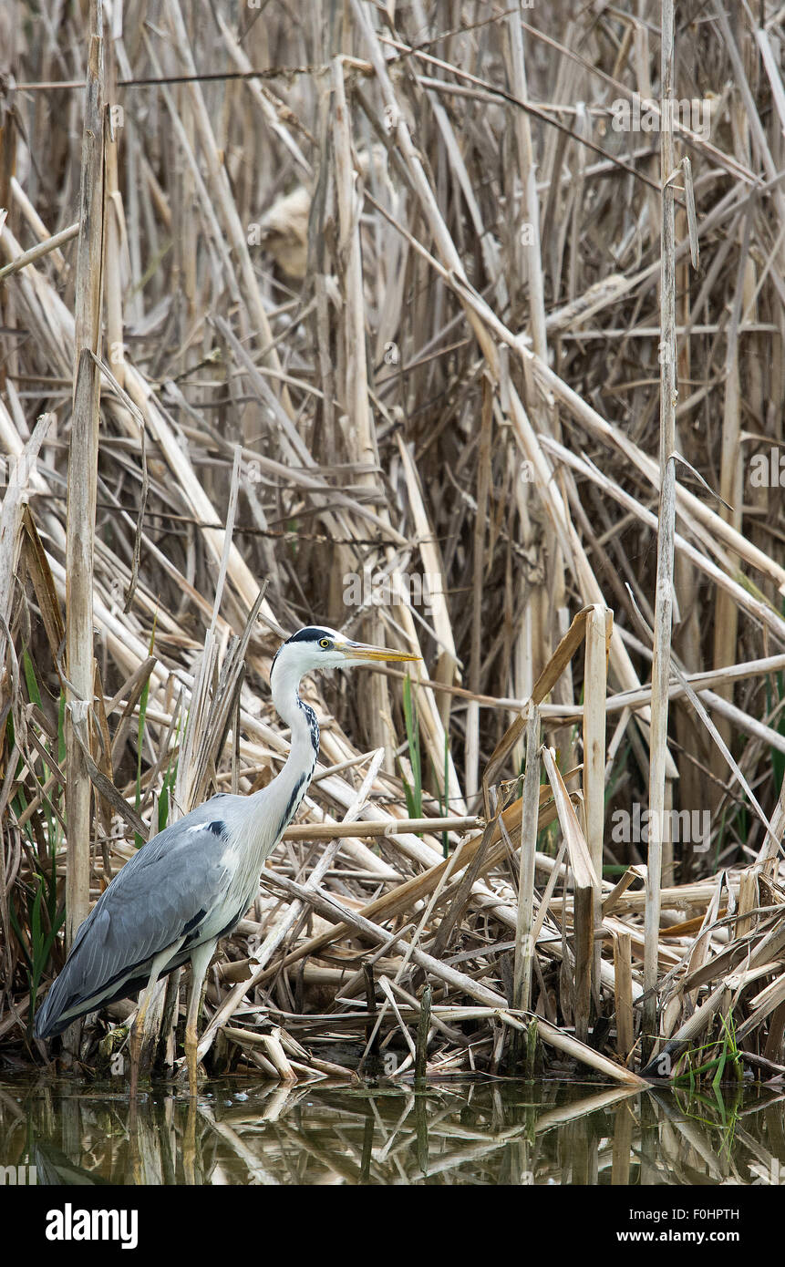 stork, heron, gull, eat, predators, stork eat a frog, heron heat a big ...