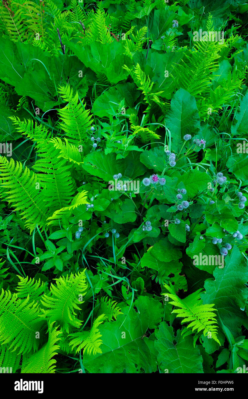 Sandra bartocha hi-res stock photography and images - Alamy