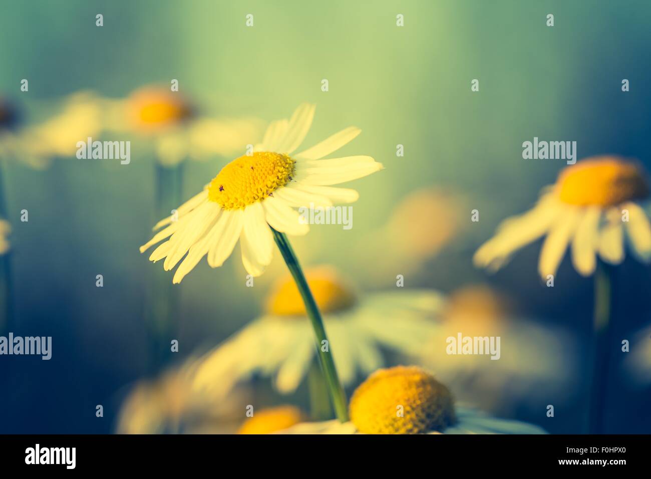 Beautiful chamomile flowers in sunset light close up. Nature background ...