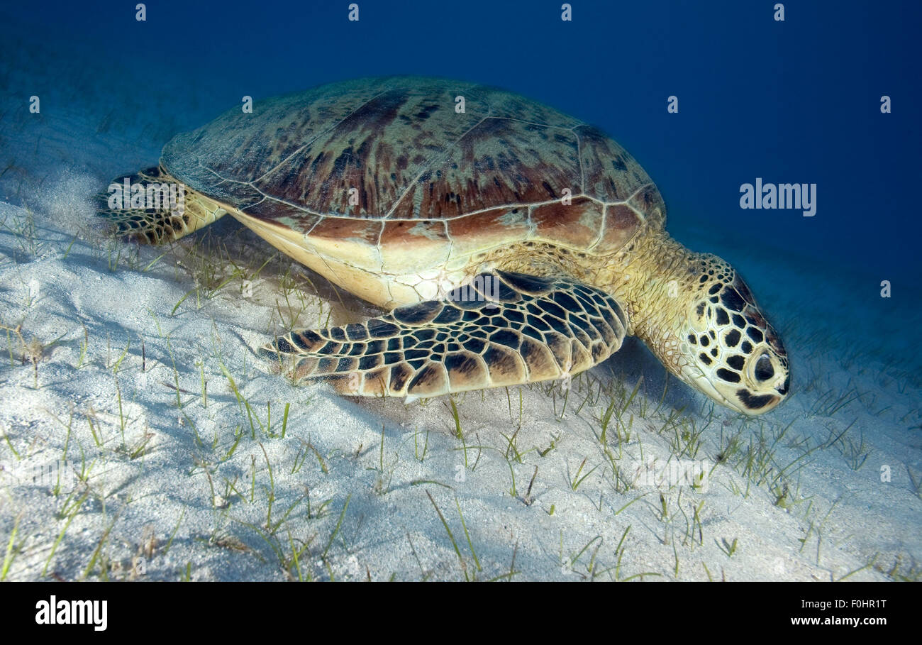 GREEN SEA TURTLE SWIMMING ON A SAND BOTTHOM Stock Photo - Alamy