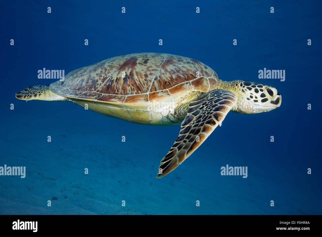 Green sea turtle swimming hi-res stock photography and images - Alamy
