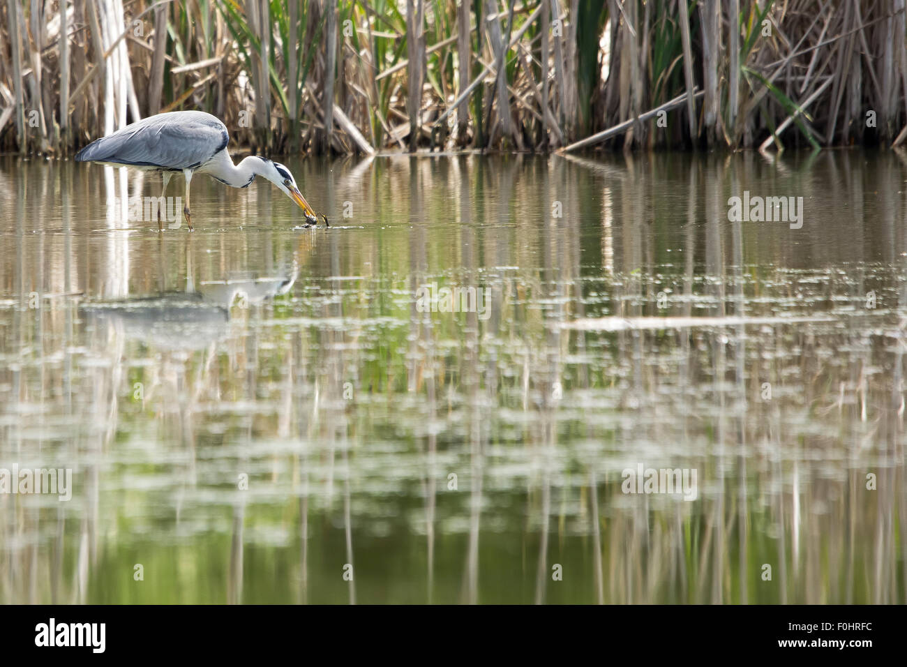 Stork heron gull eat predators hi-res stock photography and images - Alamy