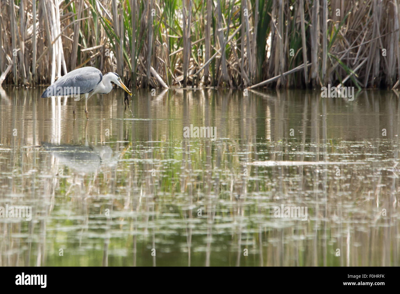 stork, heron, gull, eat, predators, stork eat a frog, heron heat a big ...