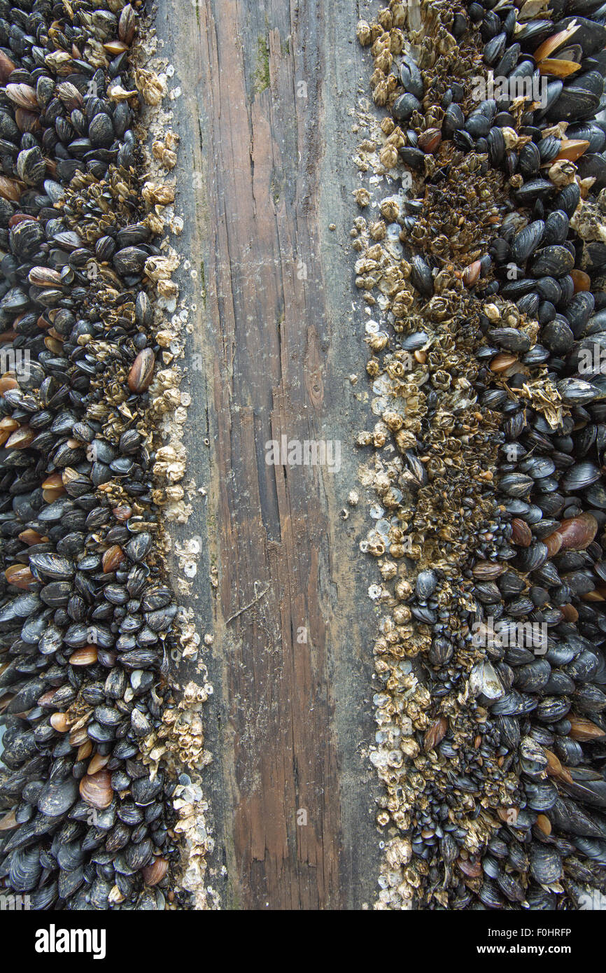 Mussel lines hi-res stock photography and images - Alamy