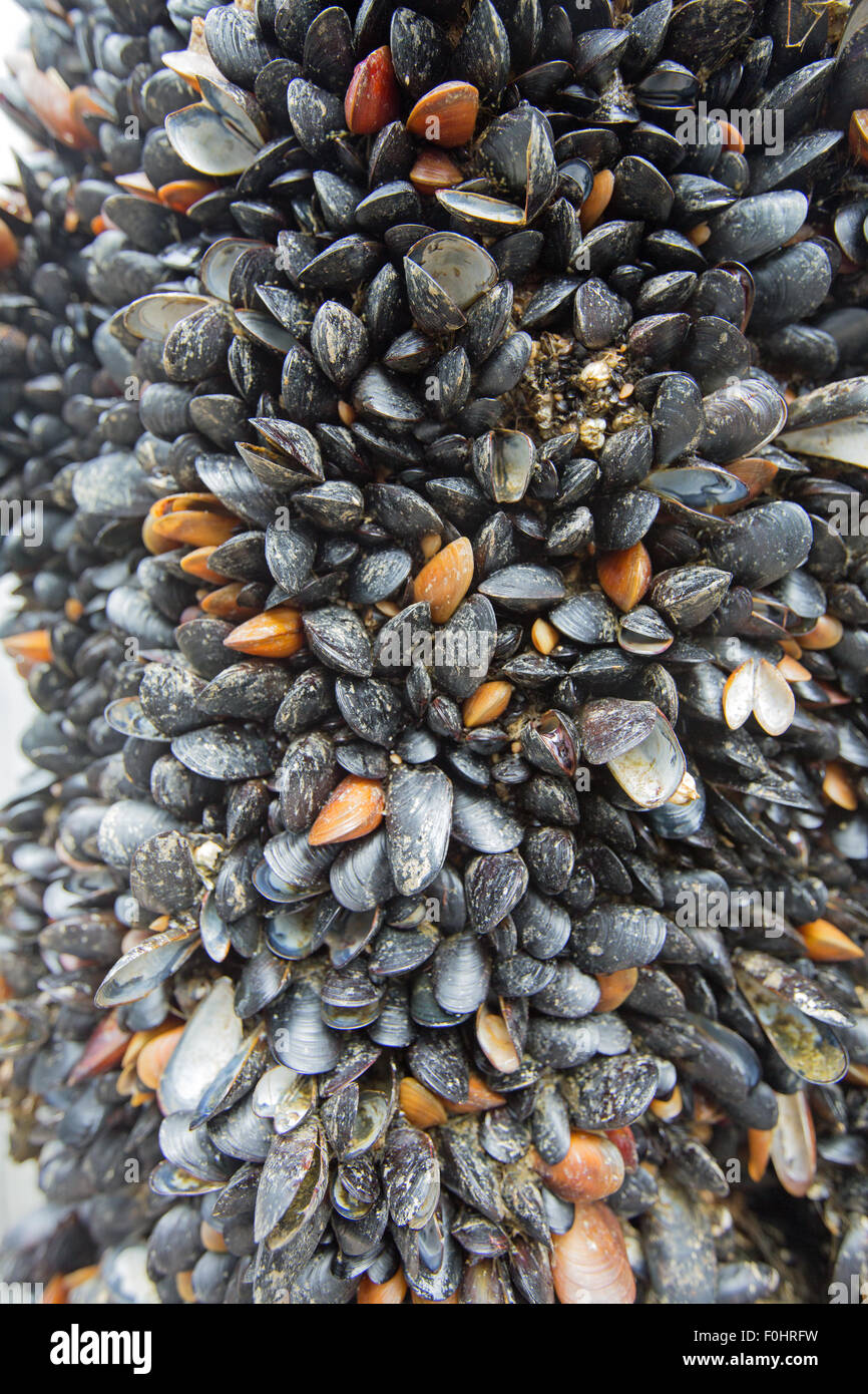 Mussels on a post Stock Photo - Alamy