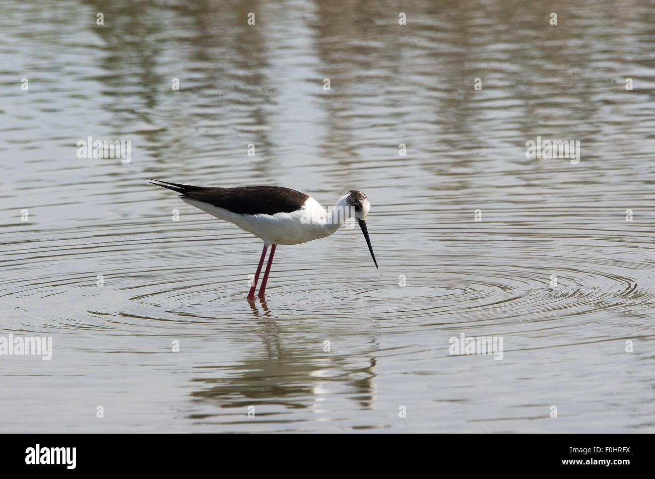 Stork heron gull eat predators hi-res stock photography and images - Alamy