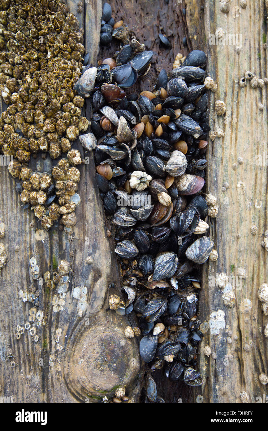 Shells on wharf post Stock Photo - Alamy
