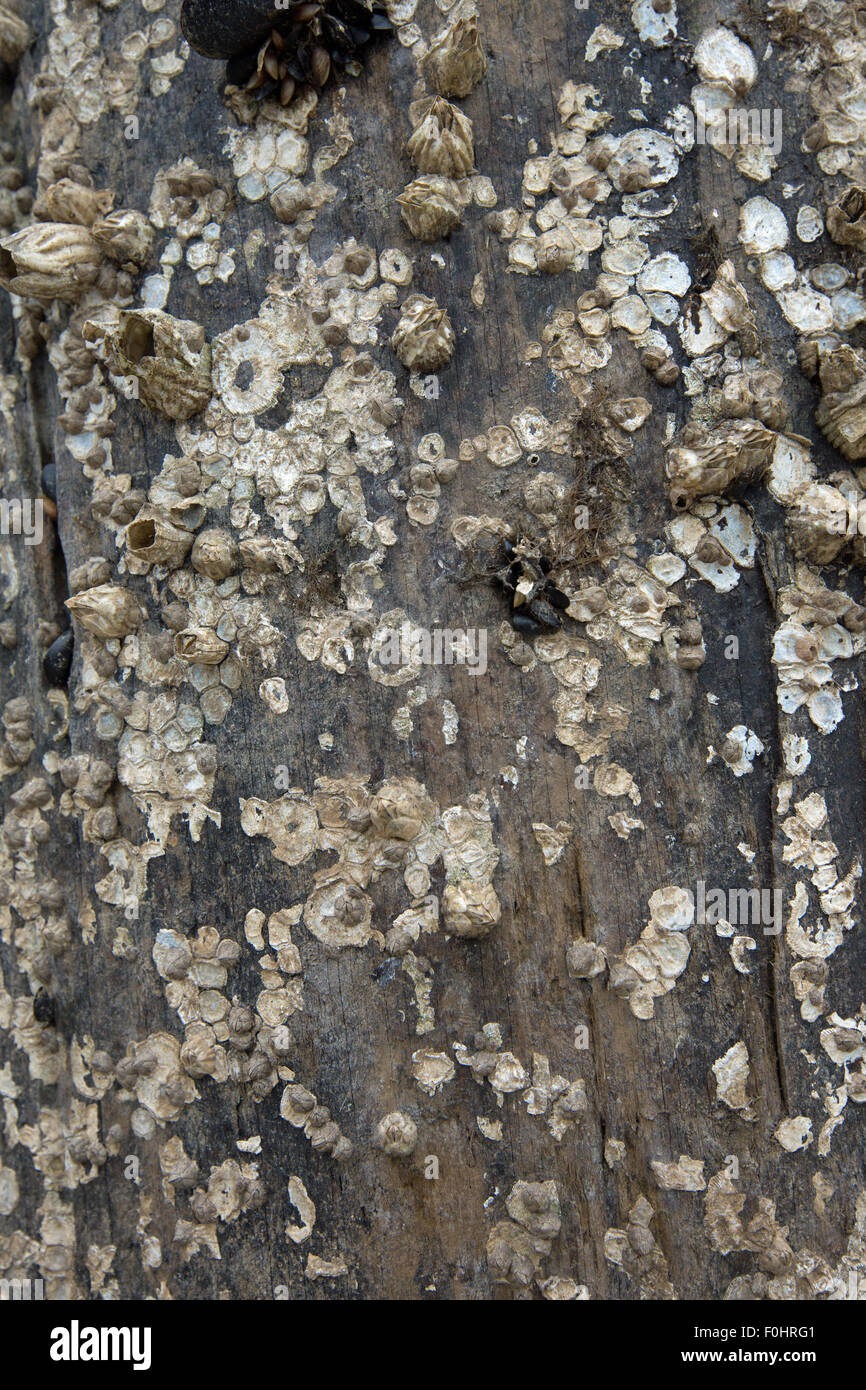Barnacles on a wharf post Stock Photo - Alamy