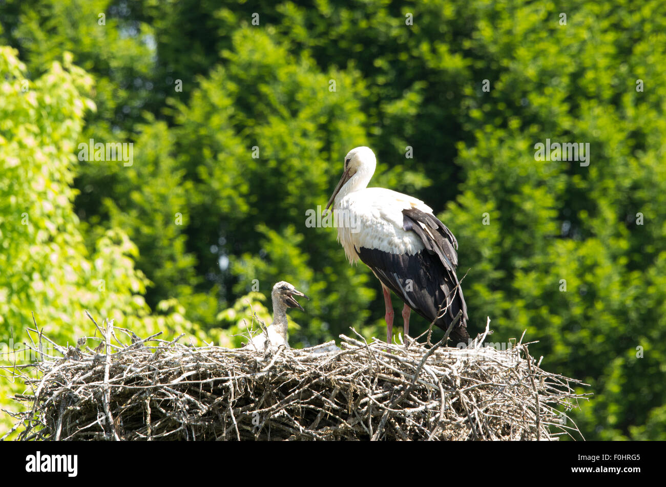 stork, heron, gull, eat, predators, stork eat a frog, heron heat a big ...