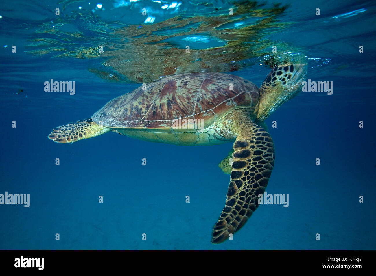 GREENSEA TURTLE BREATHING AIR IN SURFACE Stock Photo - Alamy