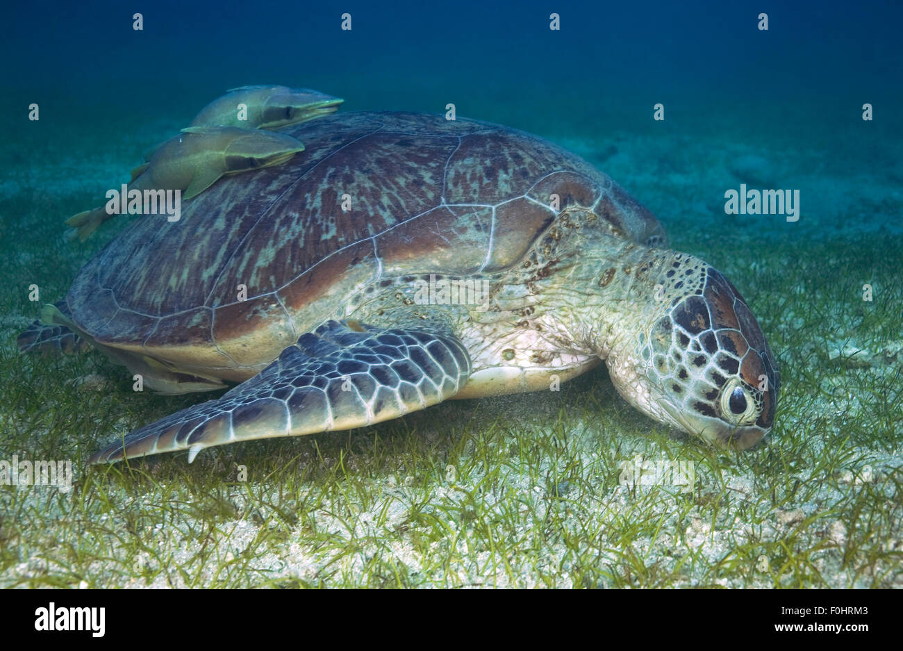 Green sea turtle eating hi-res stock photography and images - Alamy