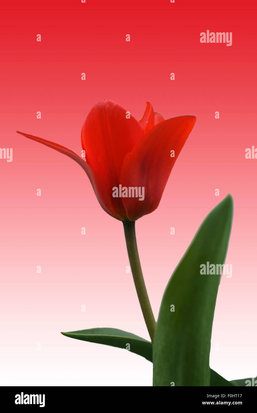 Feather tulip hi-res stock photography and images - Alamy