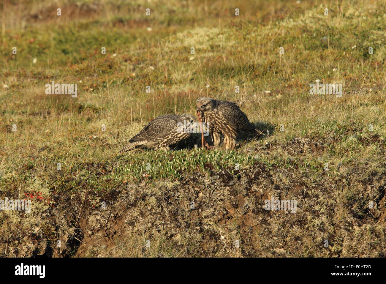 young Gyrfalcon Gerfalcon Iceland Stock Photo - Alamy