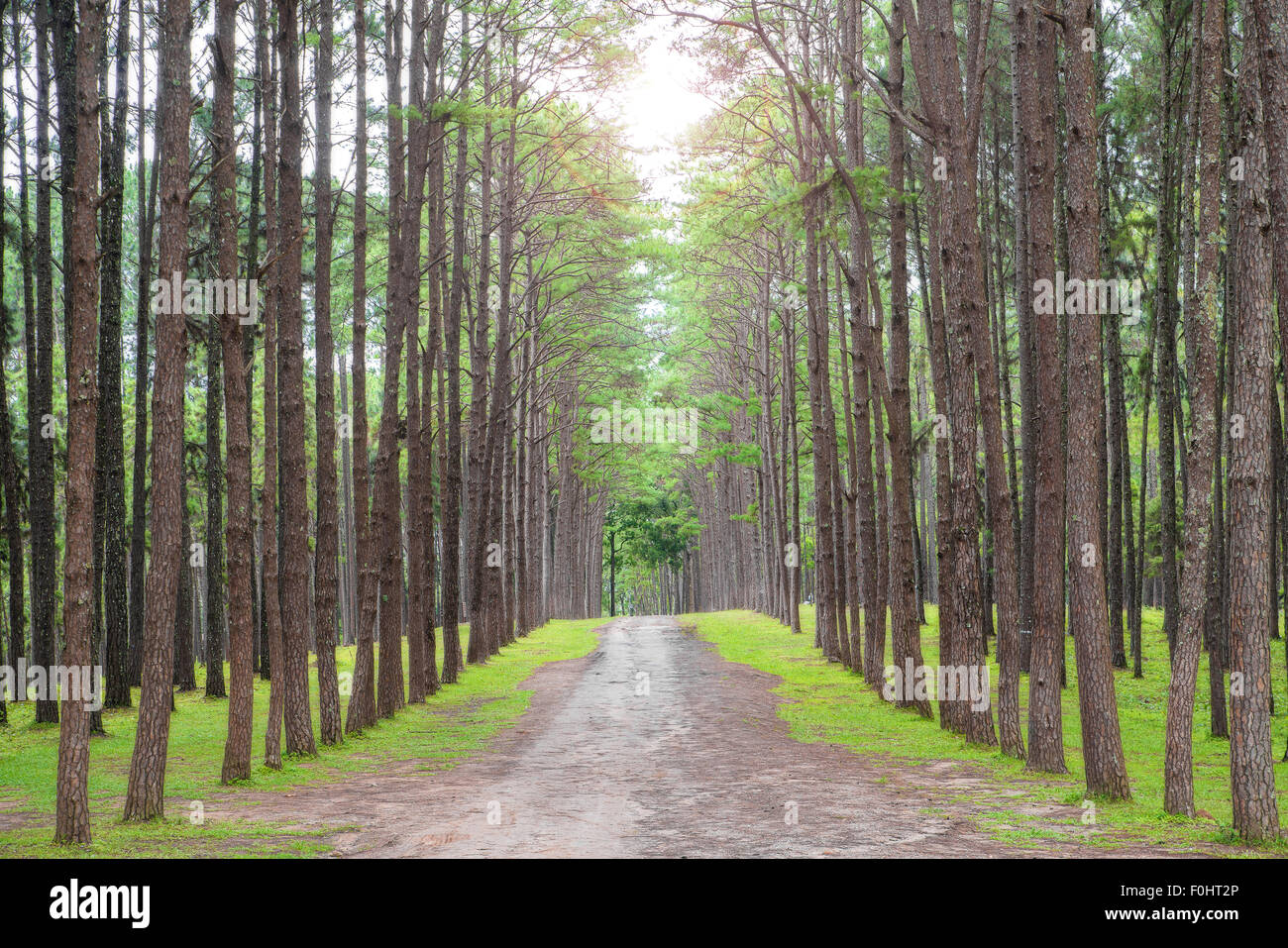 Sandy country road in pine forest Stock Photo - Alamy
