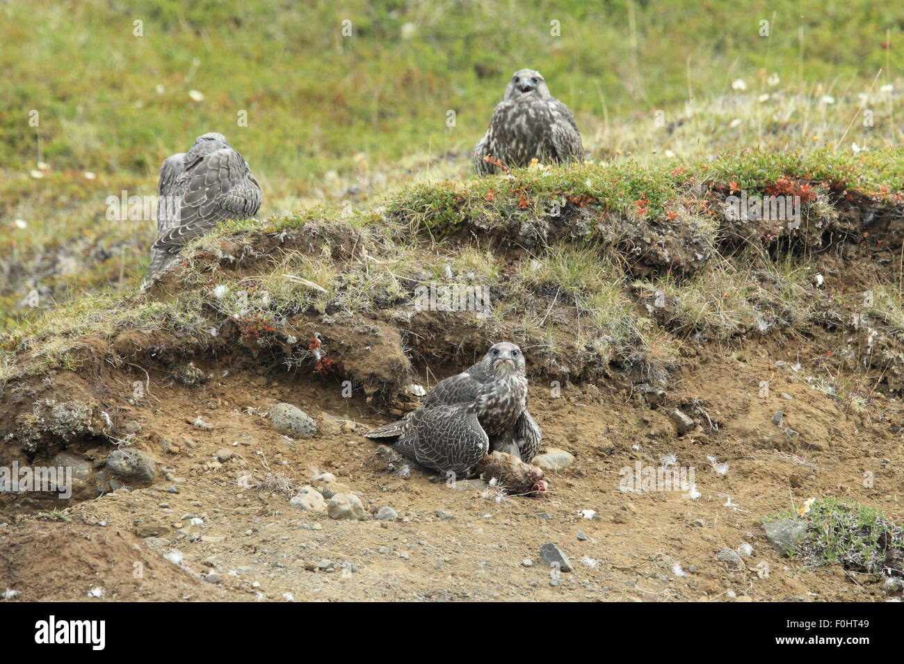 young Gyrfalcon Gerfalcon Iceland Stock Photo - Alamy