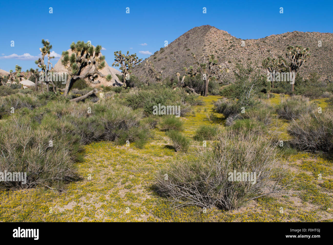 Chinch weed wildflowers growing in Joshua Tree National park California ...