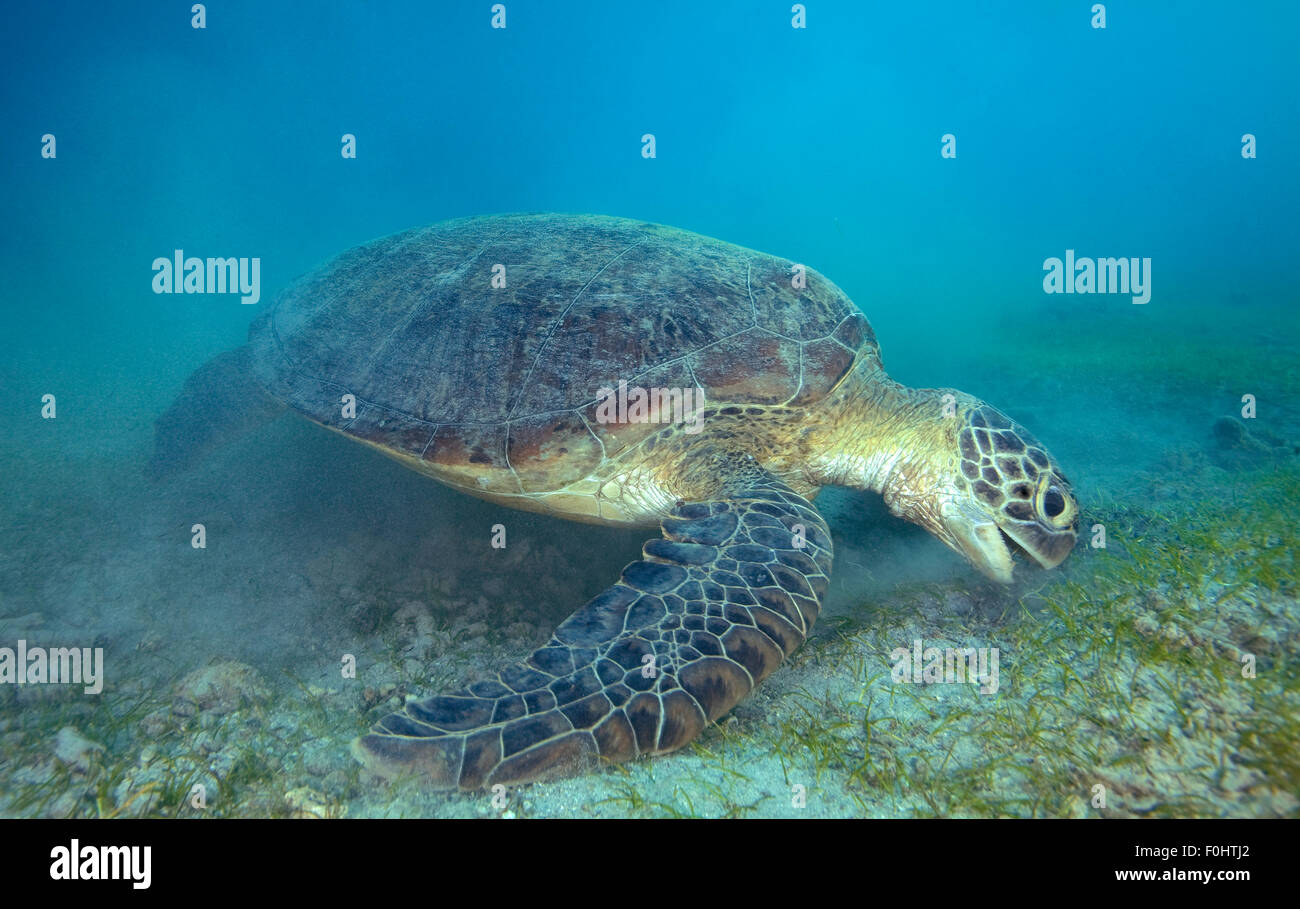 Green sea turtle eating hi-res stock photography and images - Alamy