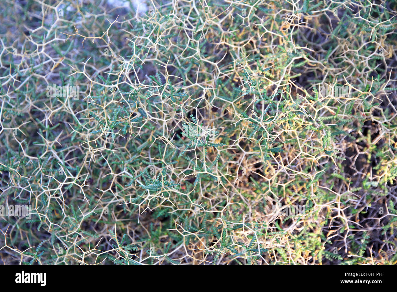 Close-up natural textured background of green burs Stock Photo - Alamy